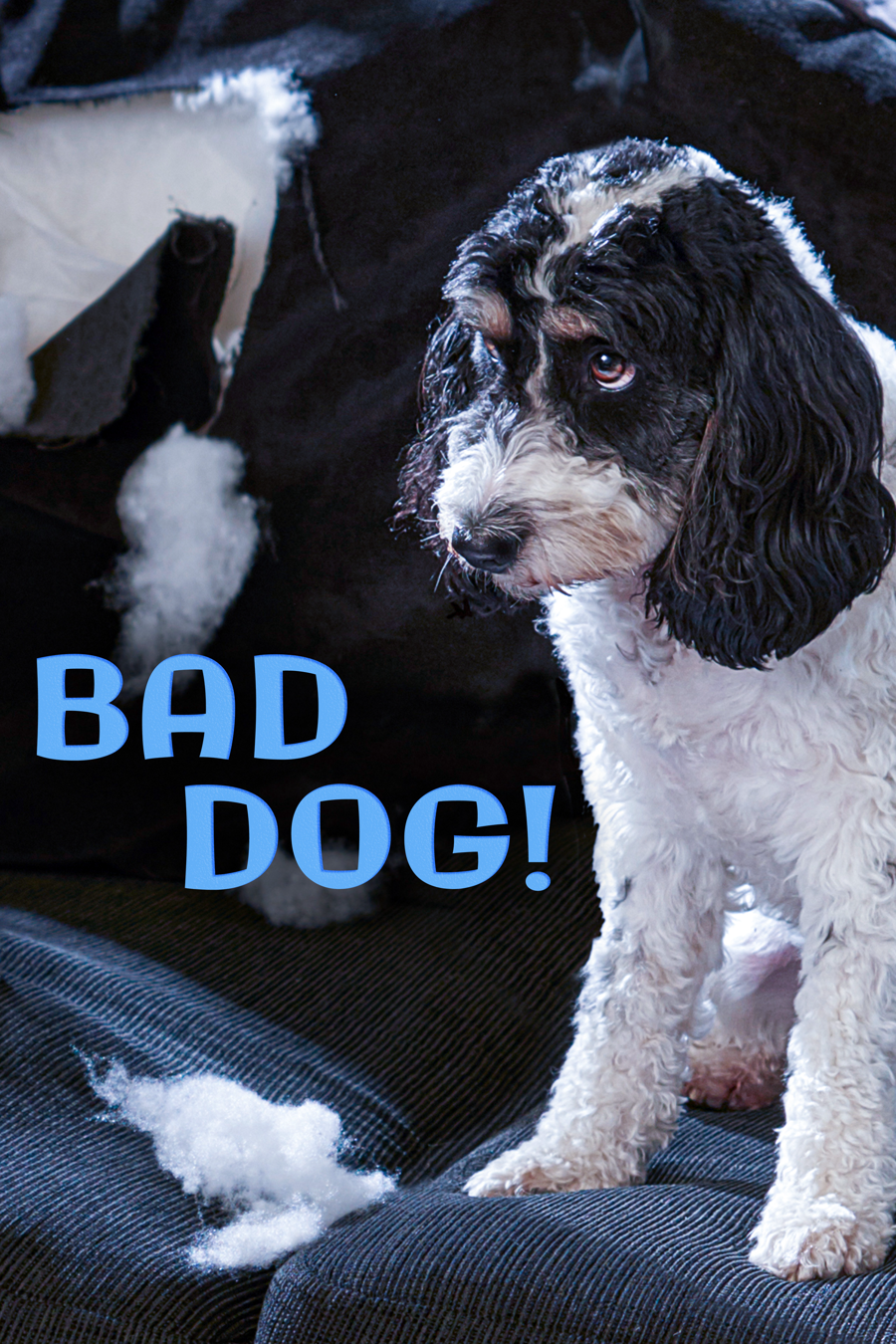 Bad Dog! | Local Now